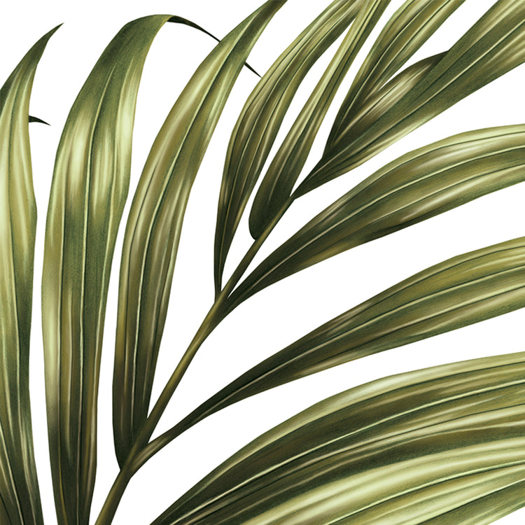 Charlotte Jade, Luxury Hand Drawn Kentia Palm Art Print