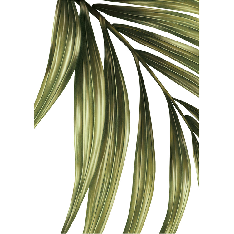 Charlotte Jade, Luxury Hand Drawn Kentia Palm Art Print
