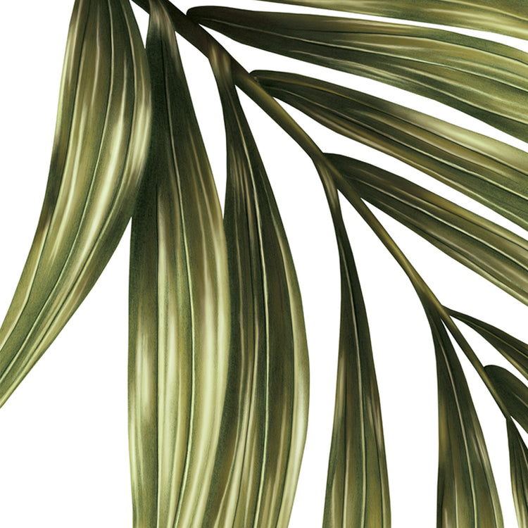 Charlotte Jade, Luxury Hand Drawn Kentia Palm Art Print