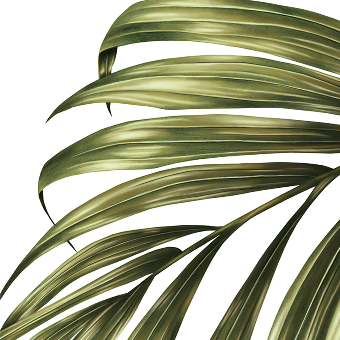 Charlotte Jade, Luxury Hand Drawn Kentia Palm Art Print