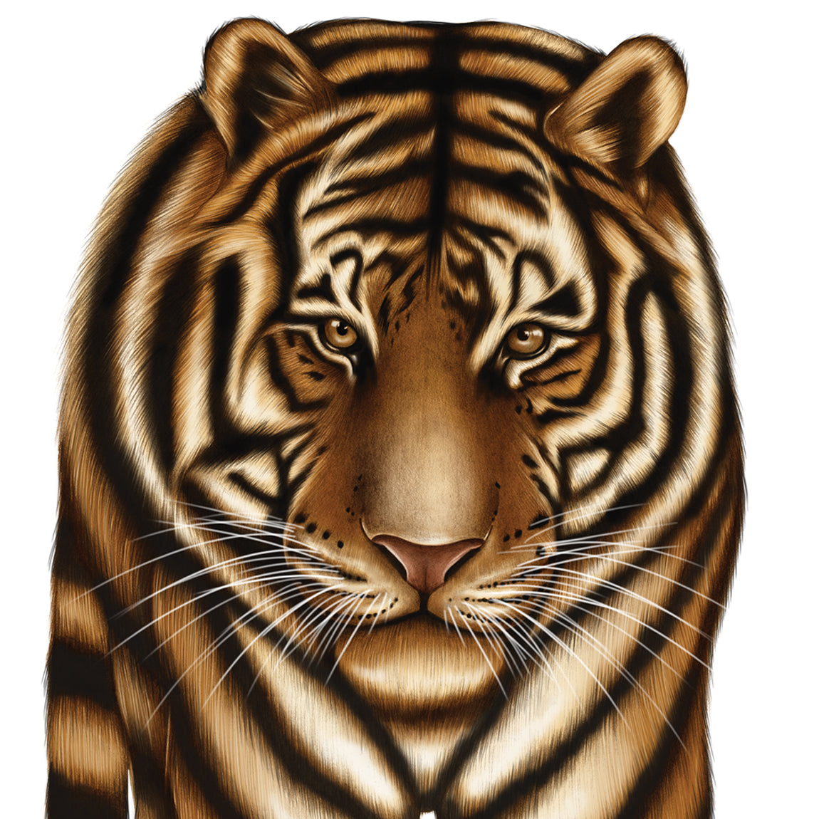 Charlotte Jade, Luxury Hand Drawn Tiger Art Print